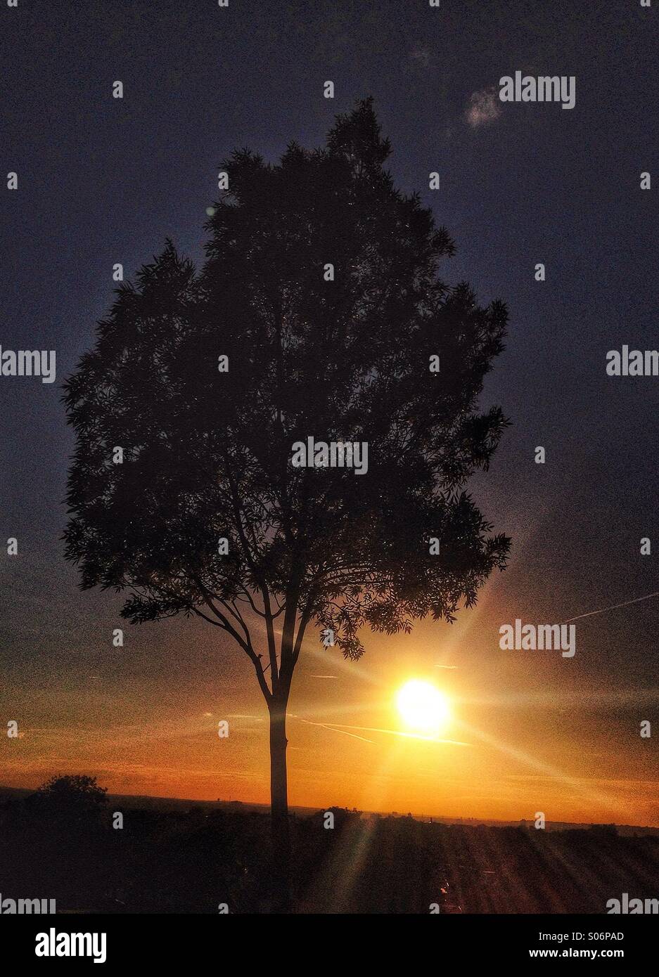 Tree in a park at sunset Stock Photo - Alamy