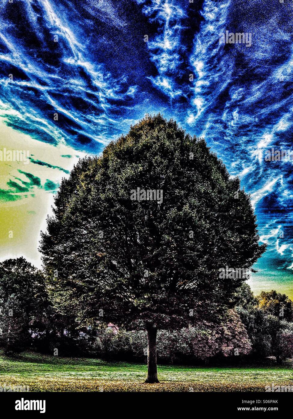 Tree in dramatic sky hi-res stock photography and images - Alamy