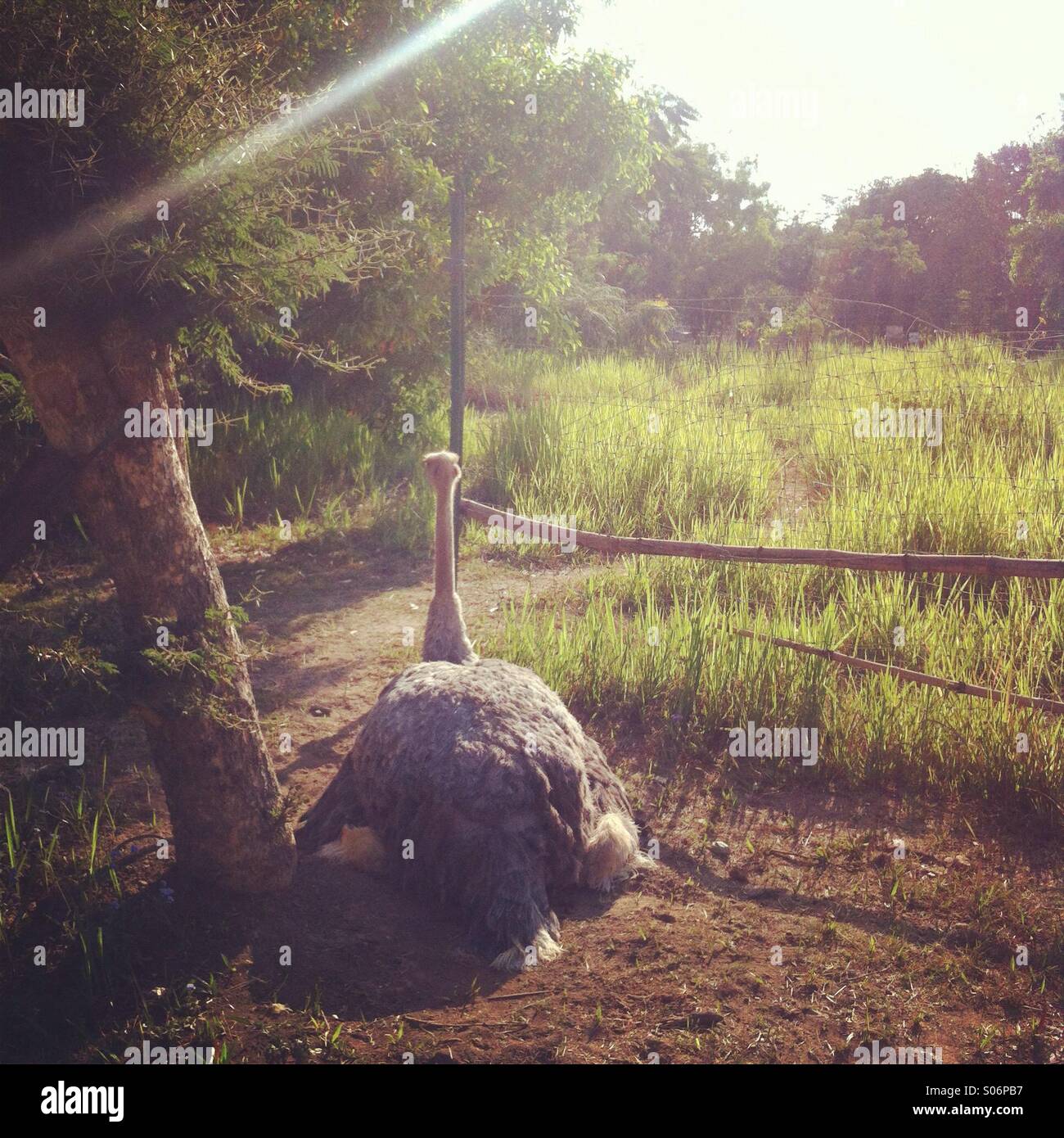 Lubumbashi Zoo, DR Congo Stock Photo - Alamy