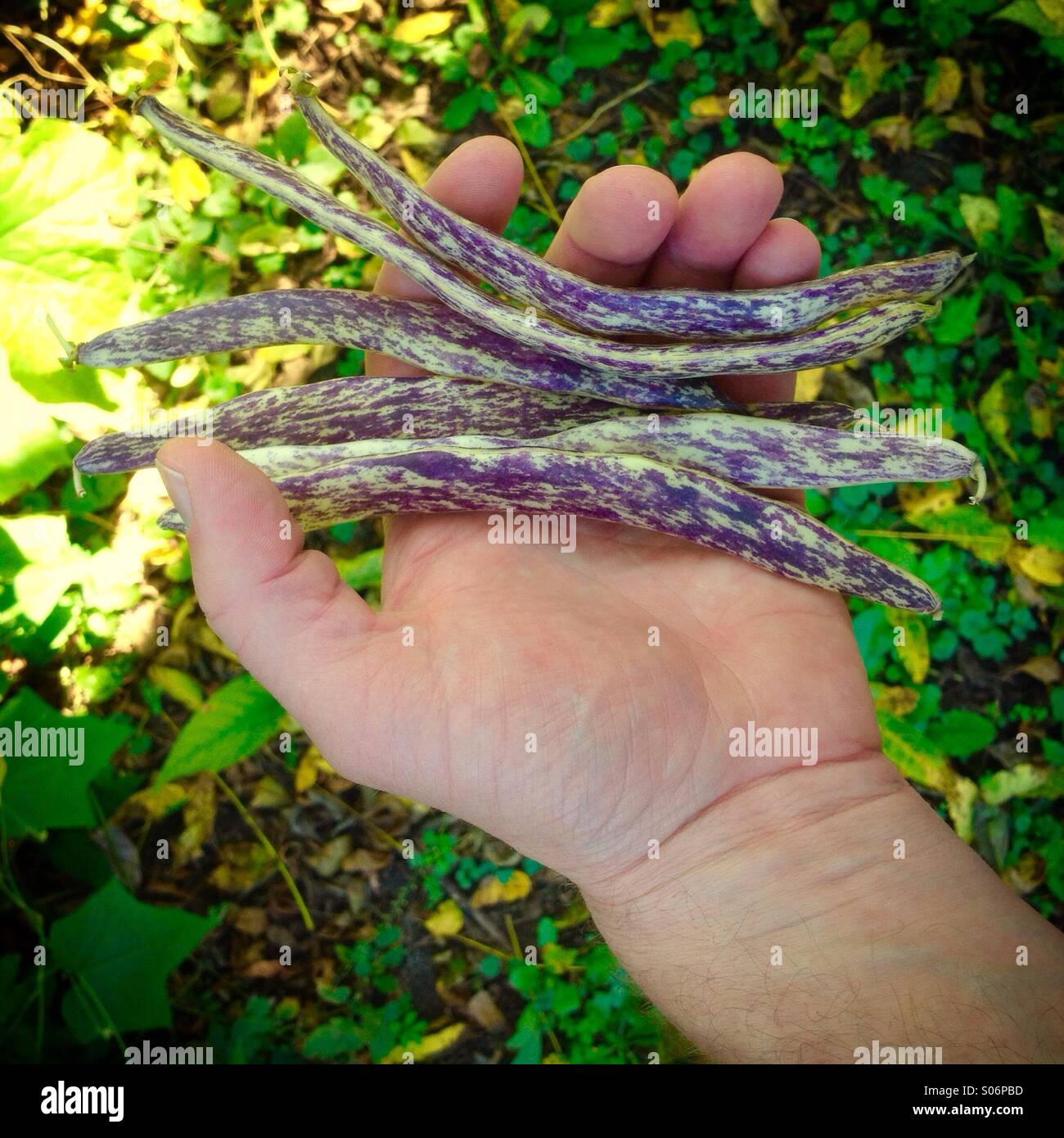 Fresh dragon tongue beans Stock Photo - Alamy