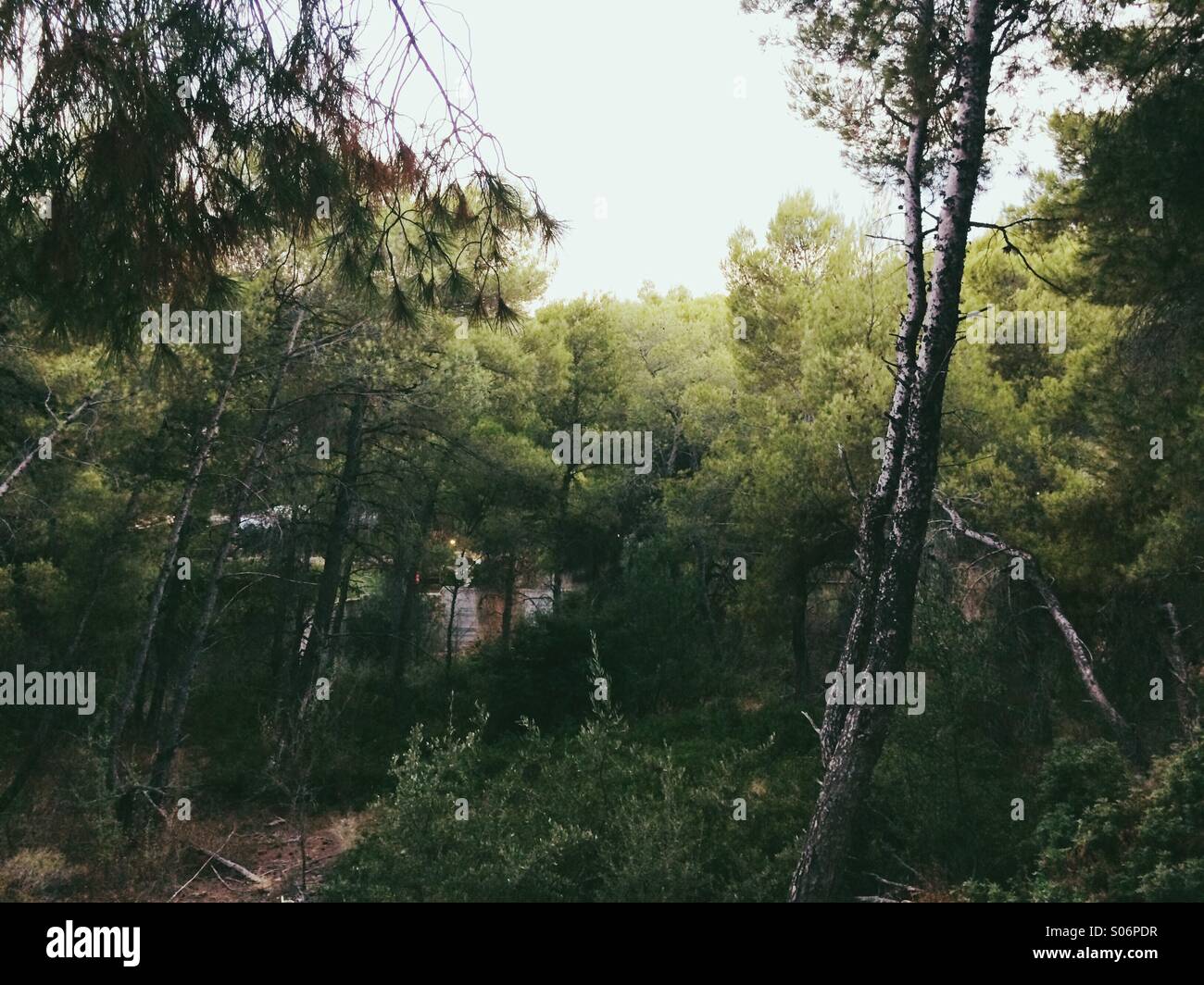 Athens forest hi-res stock photography and images - Alamy