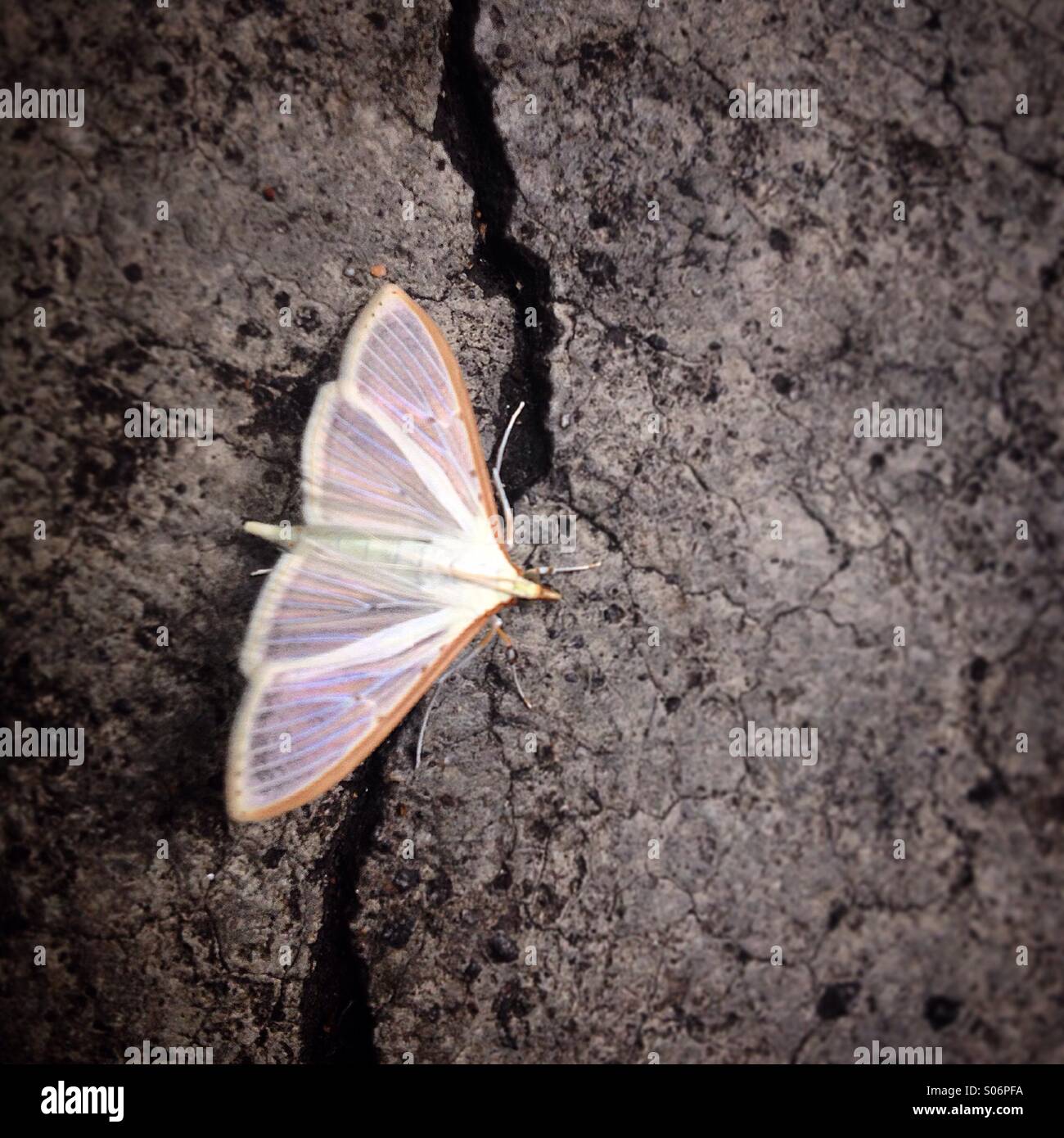 A white moth stands on a concrete sidewalk in Colonia Condesa, Mexico ...