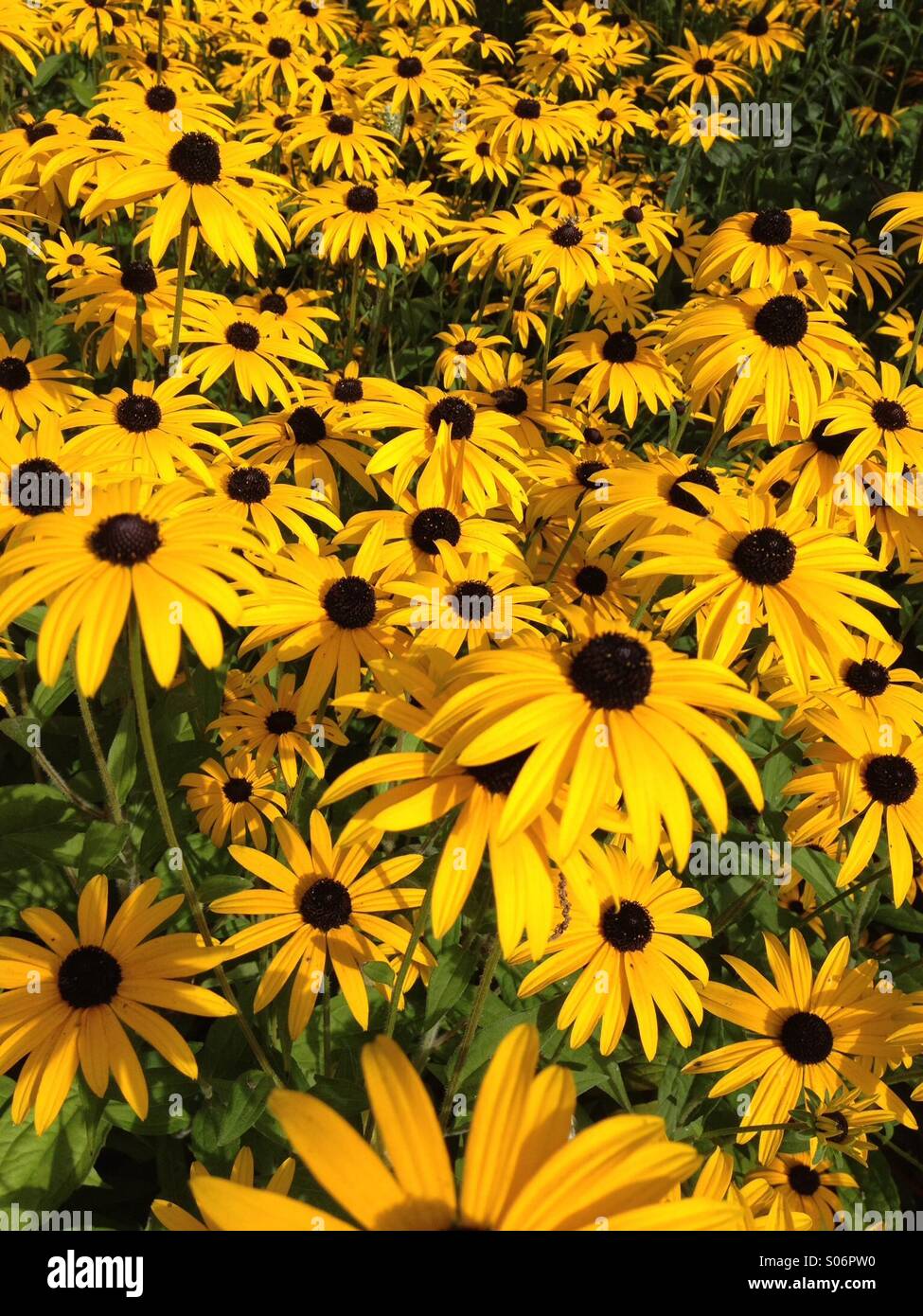 Colourful yellow rudbeckia flower display. Mobile phone photo with some phone or tablet post ...