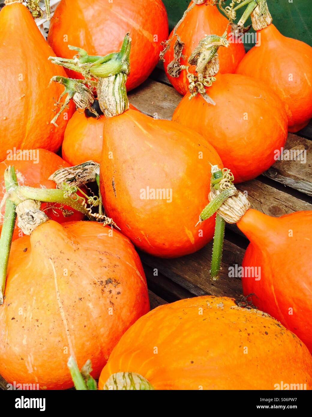 Winter squash harvest. Mobile phone photo with some phone or tablet ...