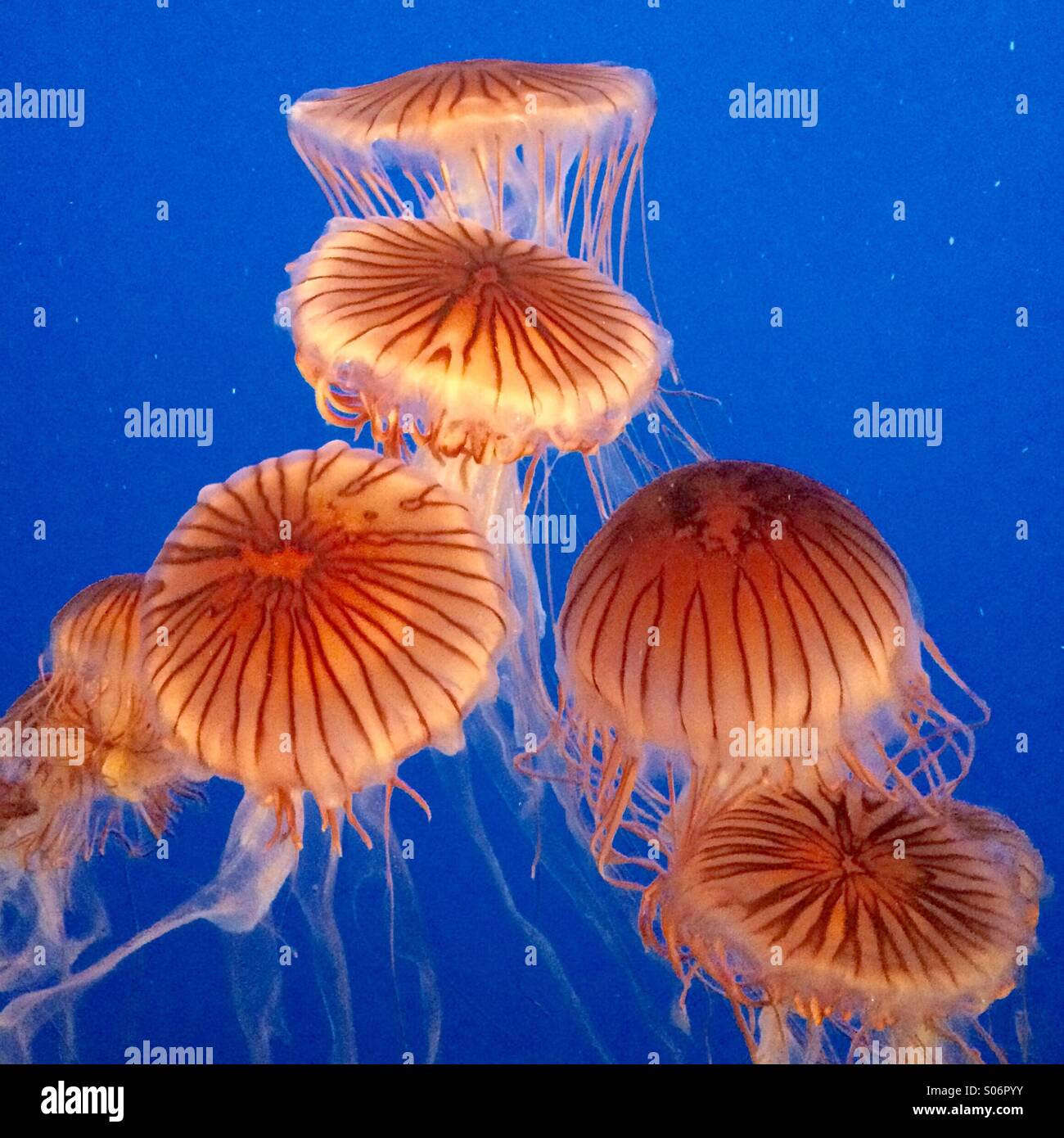 Japanese Sea Nettle Jellyfish, Vancouver,BC, Canada Stock Photo - Alamy