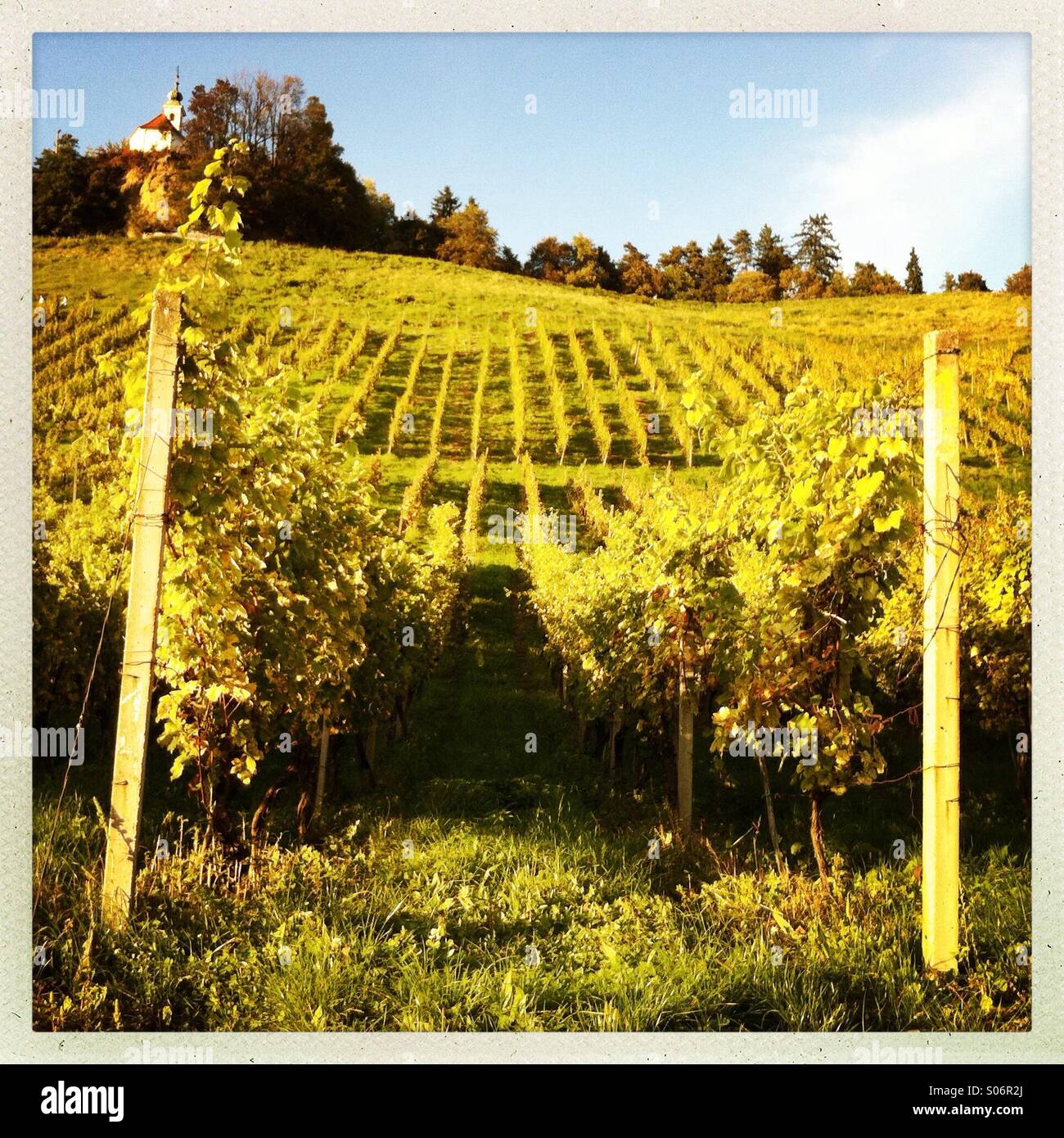 Wine field on a hill in autumn Stock Photo - Alamy