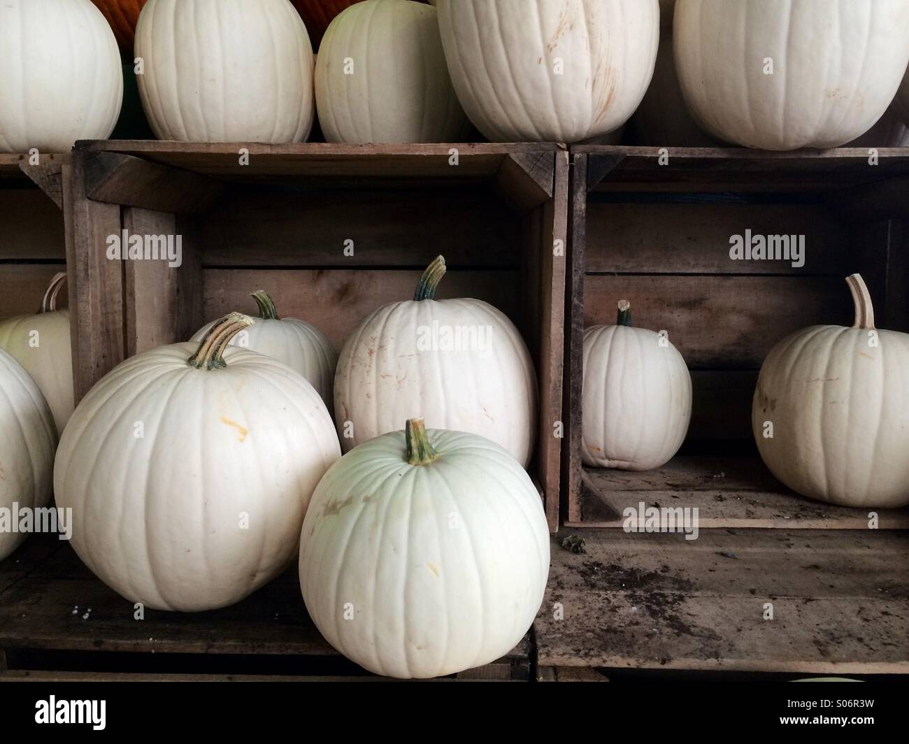 White Pumpkin Photography