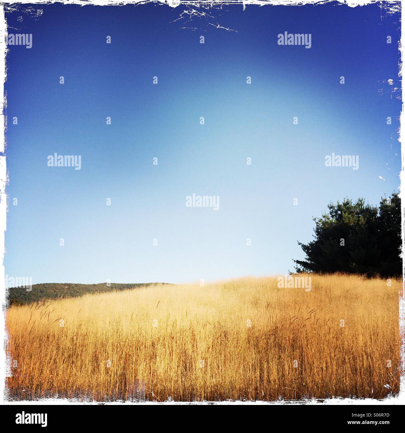 Golden field hi-res stock photography and images - Alamy