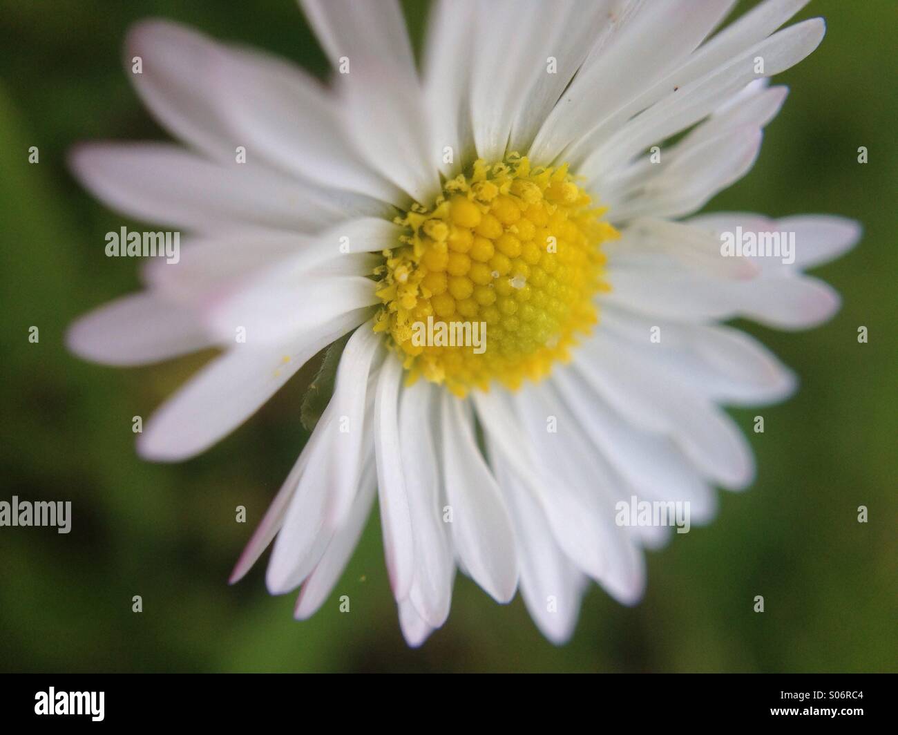 Daisy petals pattern hi-res stock photography and images - Alamy