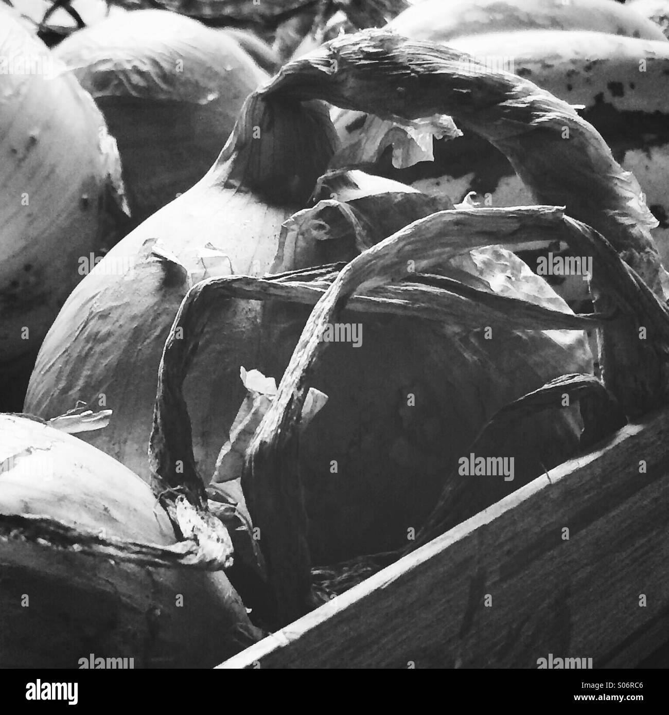 Onions green Black and White Stock Photos & Images - Alamy