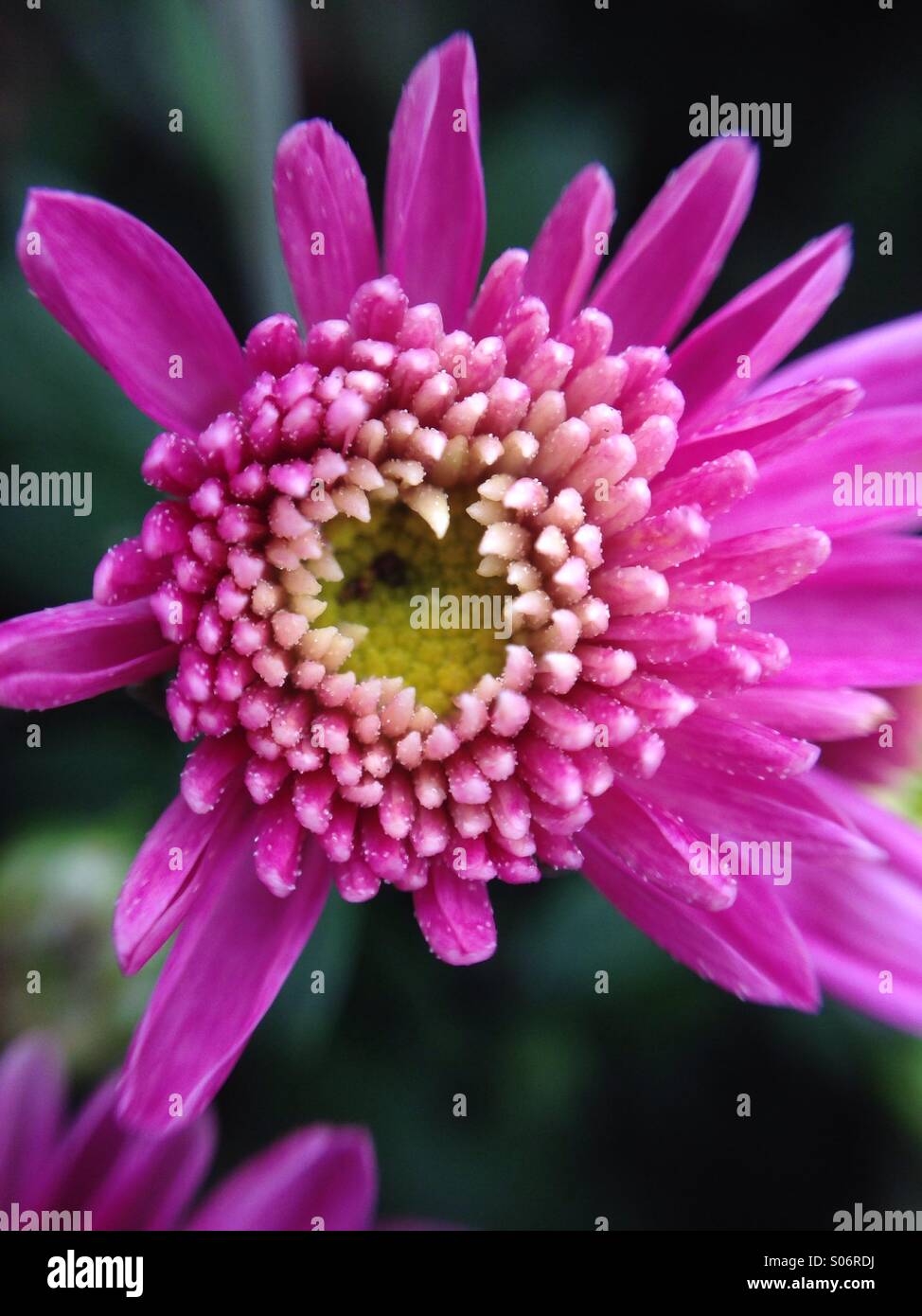 Mum Flower High Resolution Stock Photography and Images - Alamy