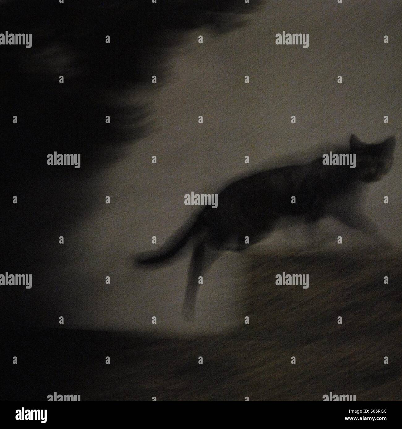 stray cat night Stock Photo - Alamy