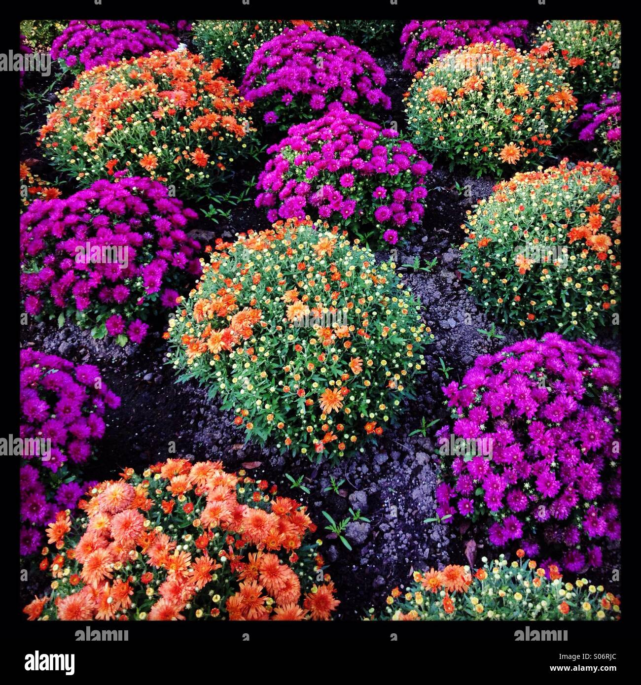 Bronze purple hi-res stock photography and images - Alamy