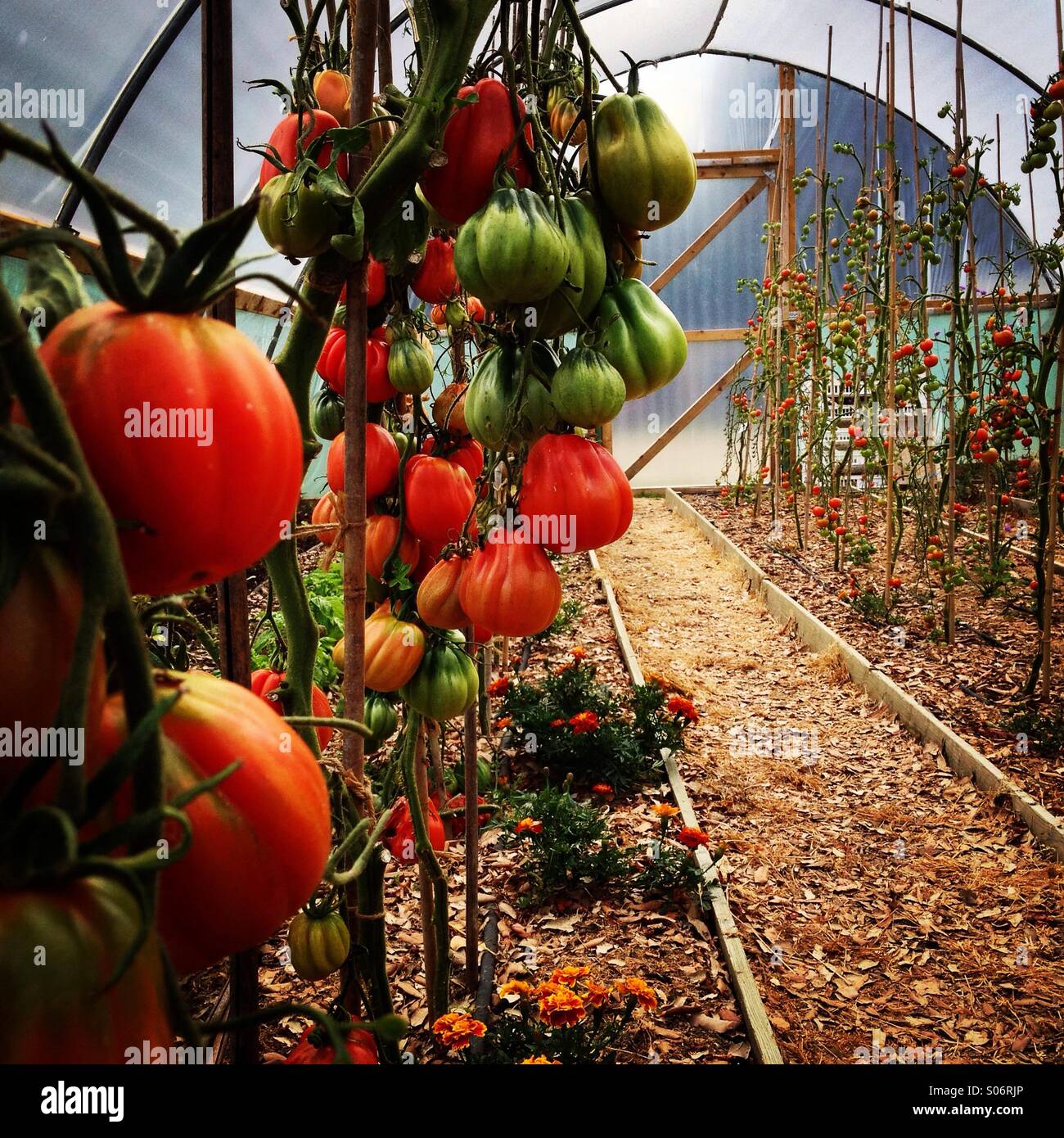 Poly tunnel tomatoes hi-res stock photography and images - Alamy
