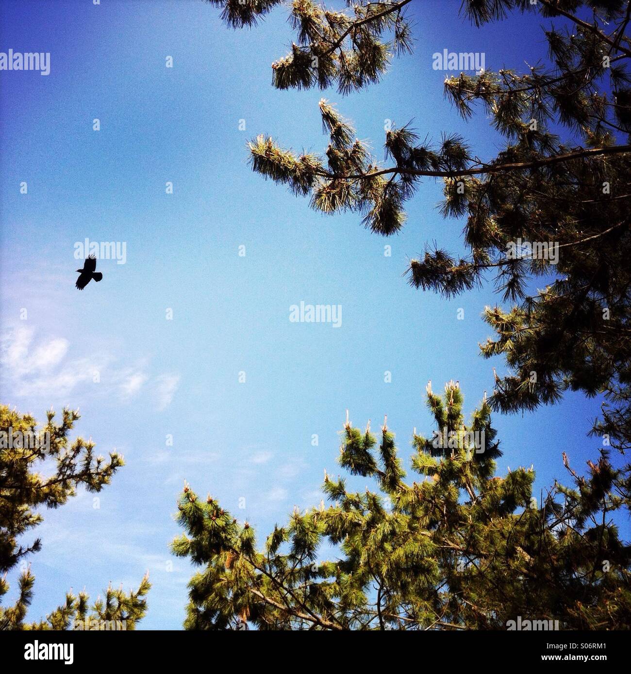 A flying bird among trees Stock Photo - Alamy