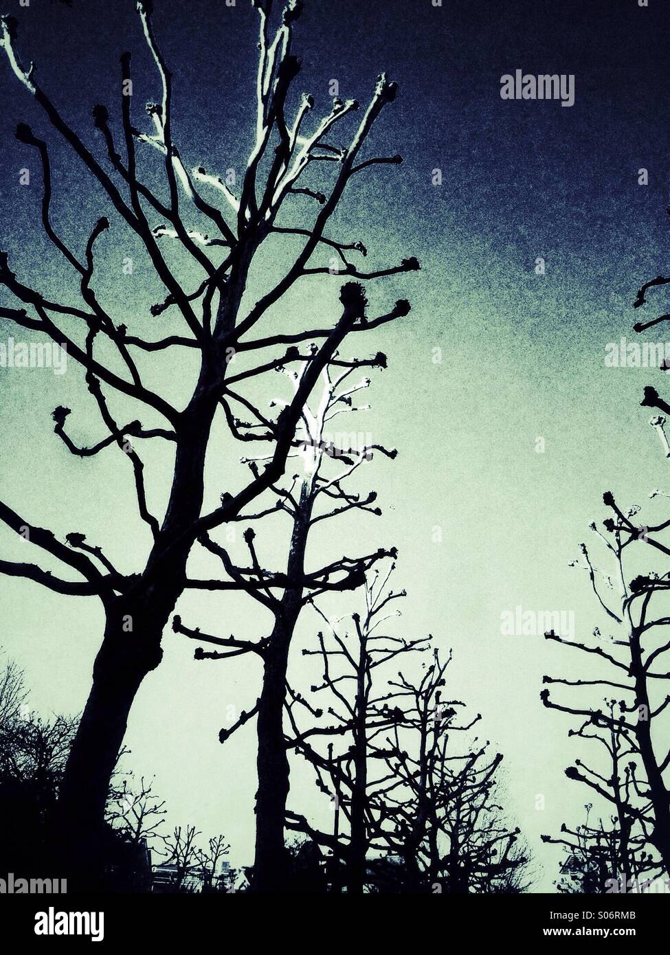 Row of trees with bare branches Stock Photo - Alamy