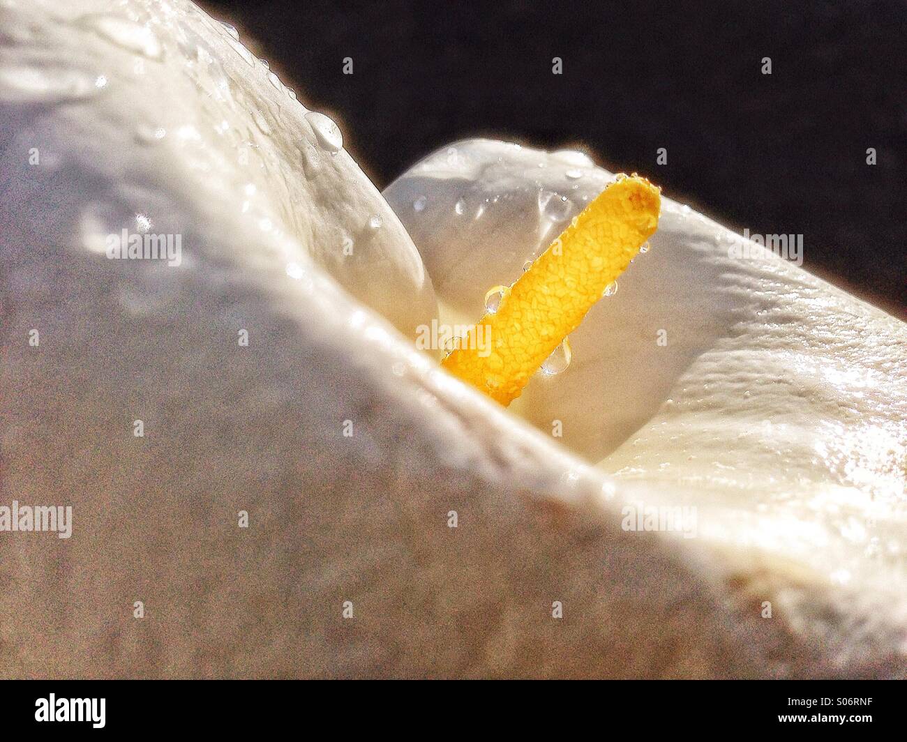 Arum water lily hi-res stock photography and images - Alamy