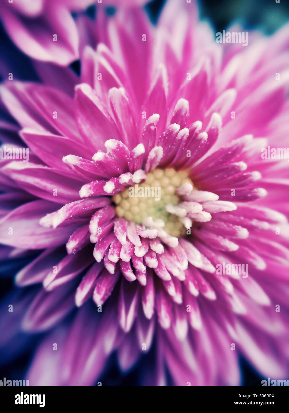 Purple mum flower hi-res stock photography and images - Alamy