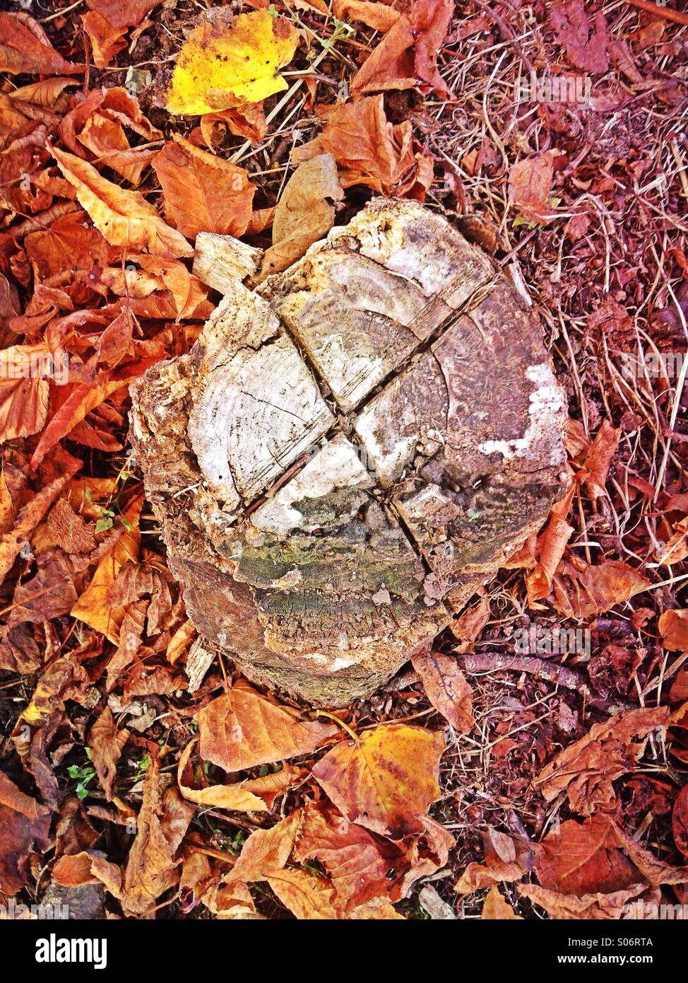 Cross on old tree trunk Stock Photo - Alamy