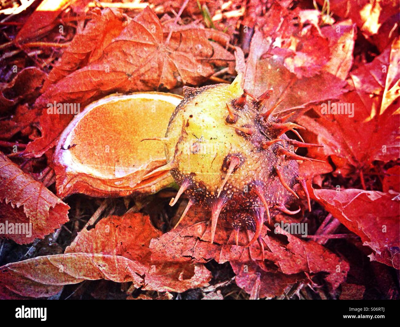 Conker shells on floor Stock Photo - Alamy