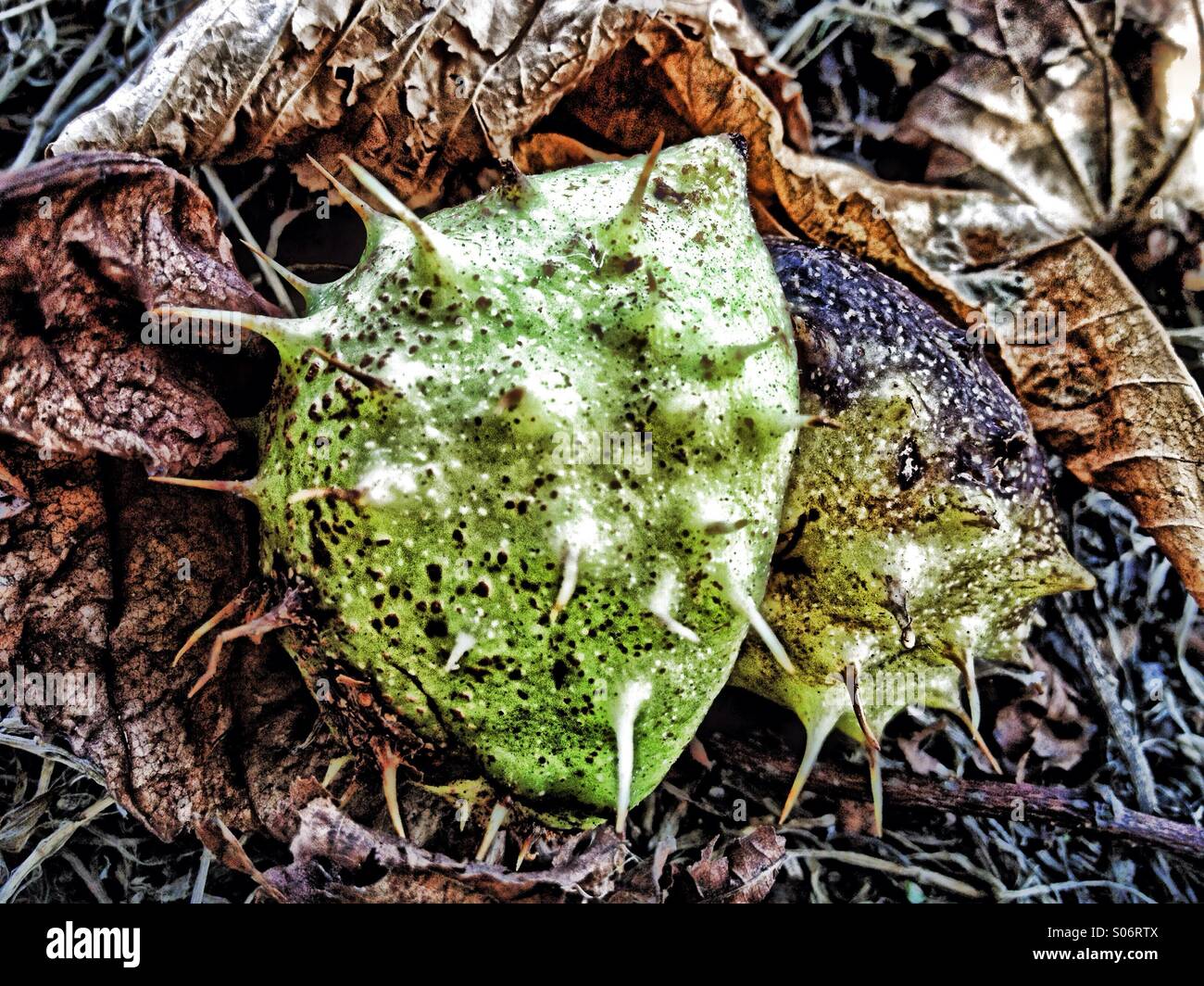 Conker shell on floor Stock Photo - Alamy