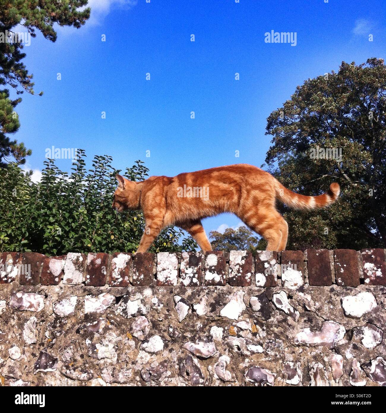 Walking cat hi-res stock photography and images - Alamy