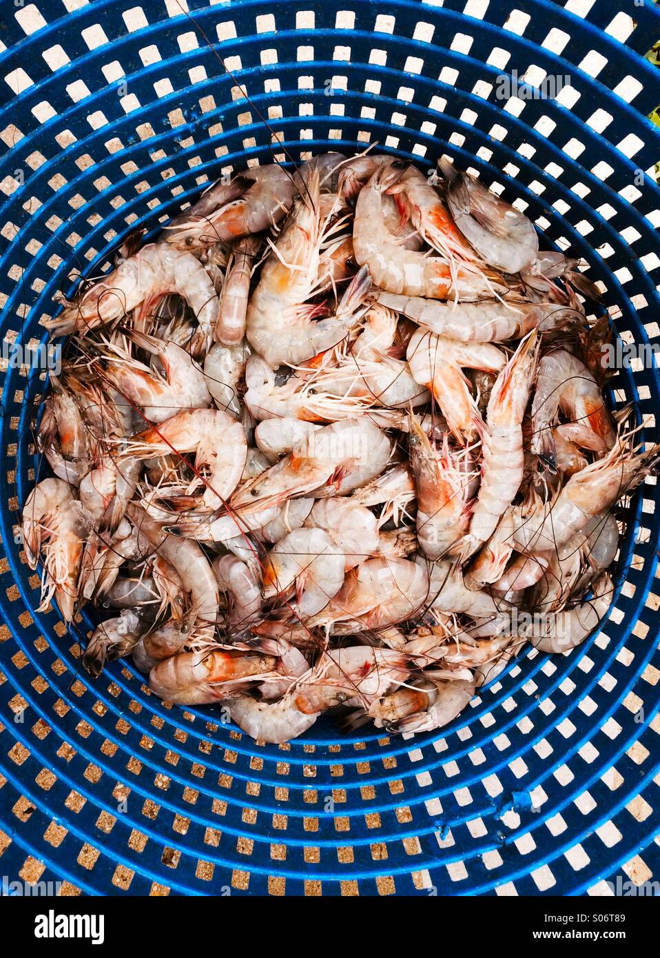 Raw shrimp hi-res stock photography and images - Alamy