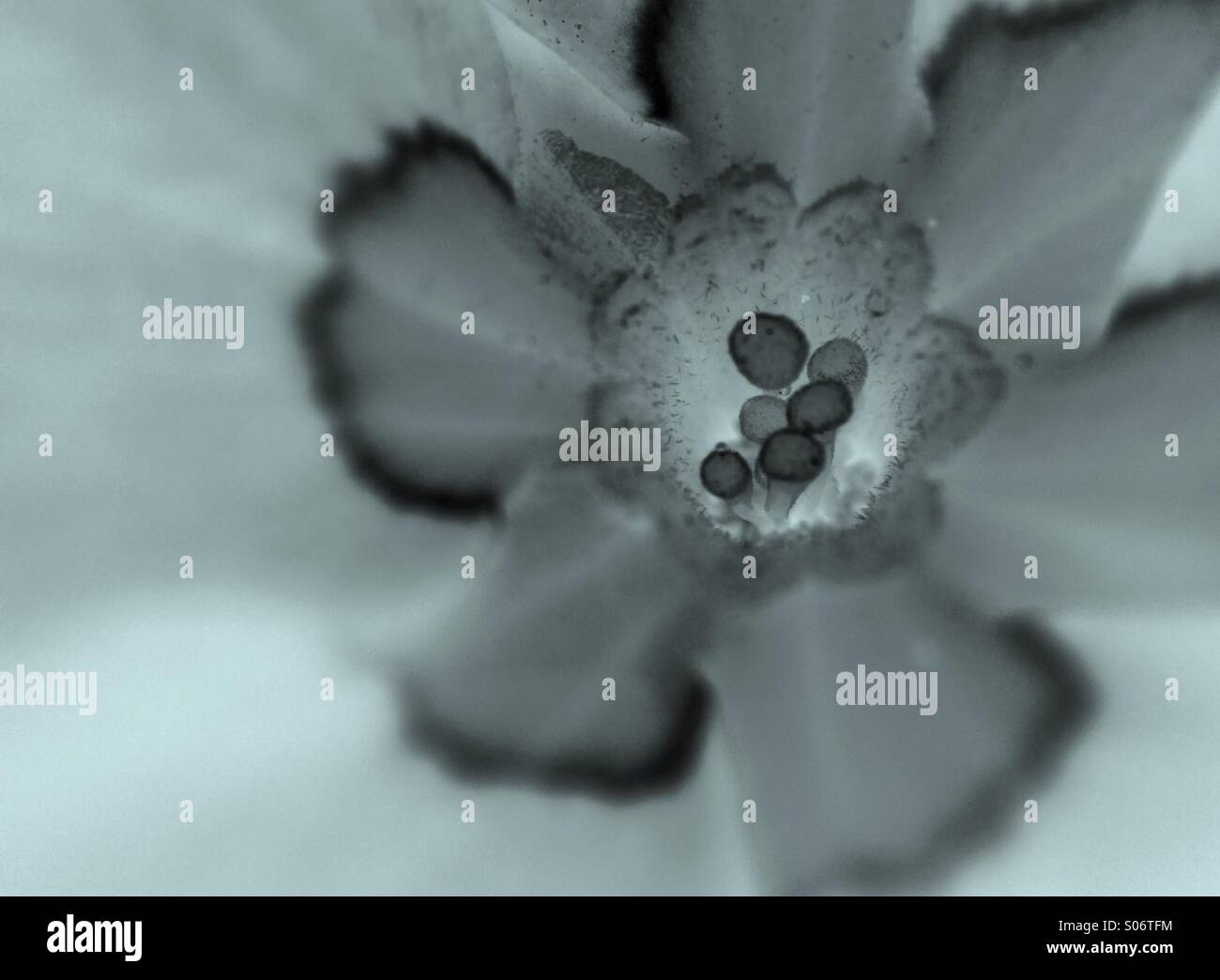 Inverted photo of a primula flower Stock Photo - Alamy