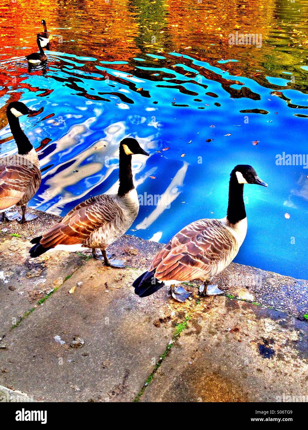 Canadian geese looking at lake Stock Photo - Alamy
