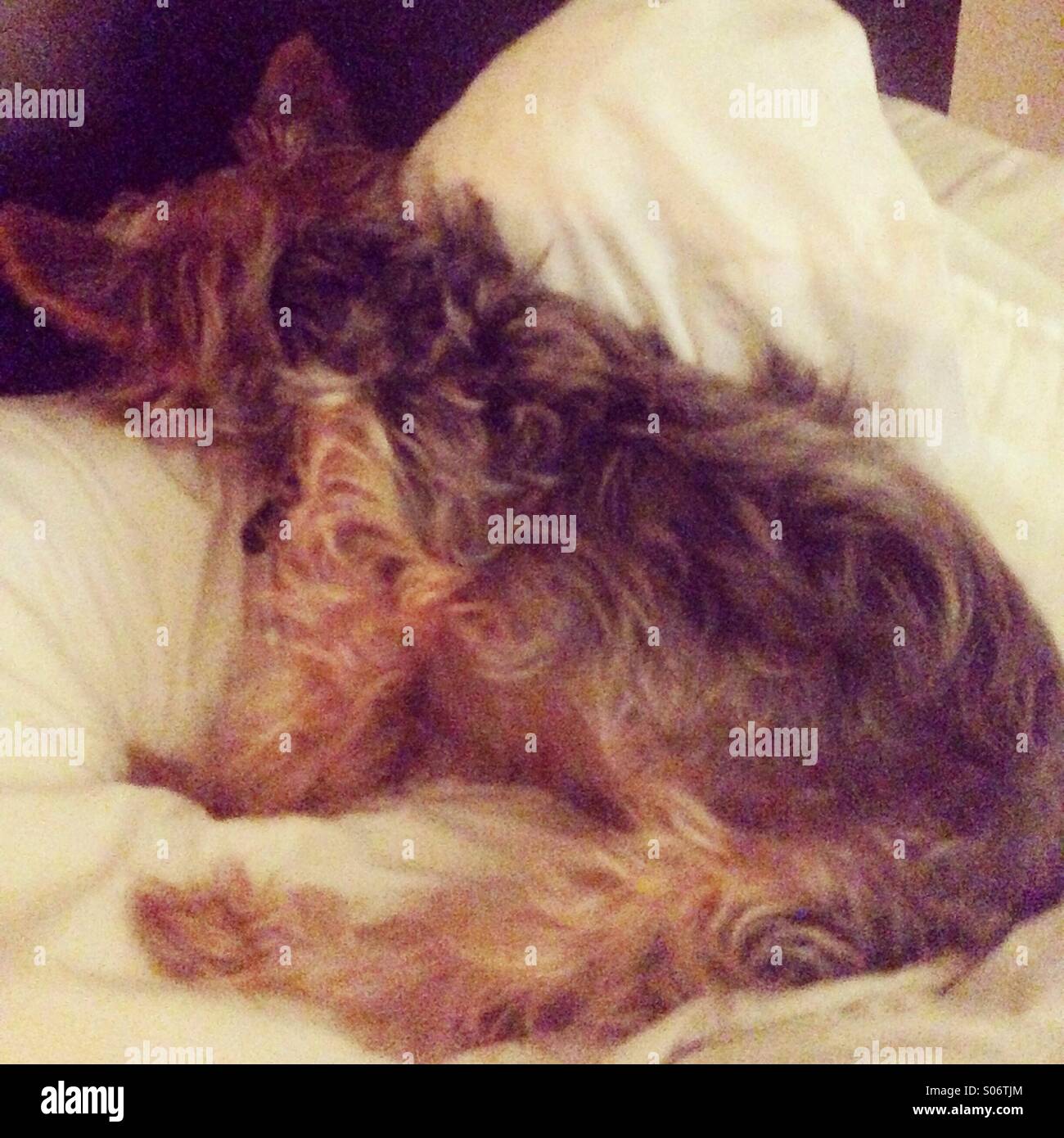 Day dreaming dog hi-res stock photography and images - Alamy