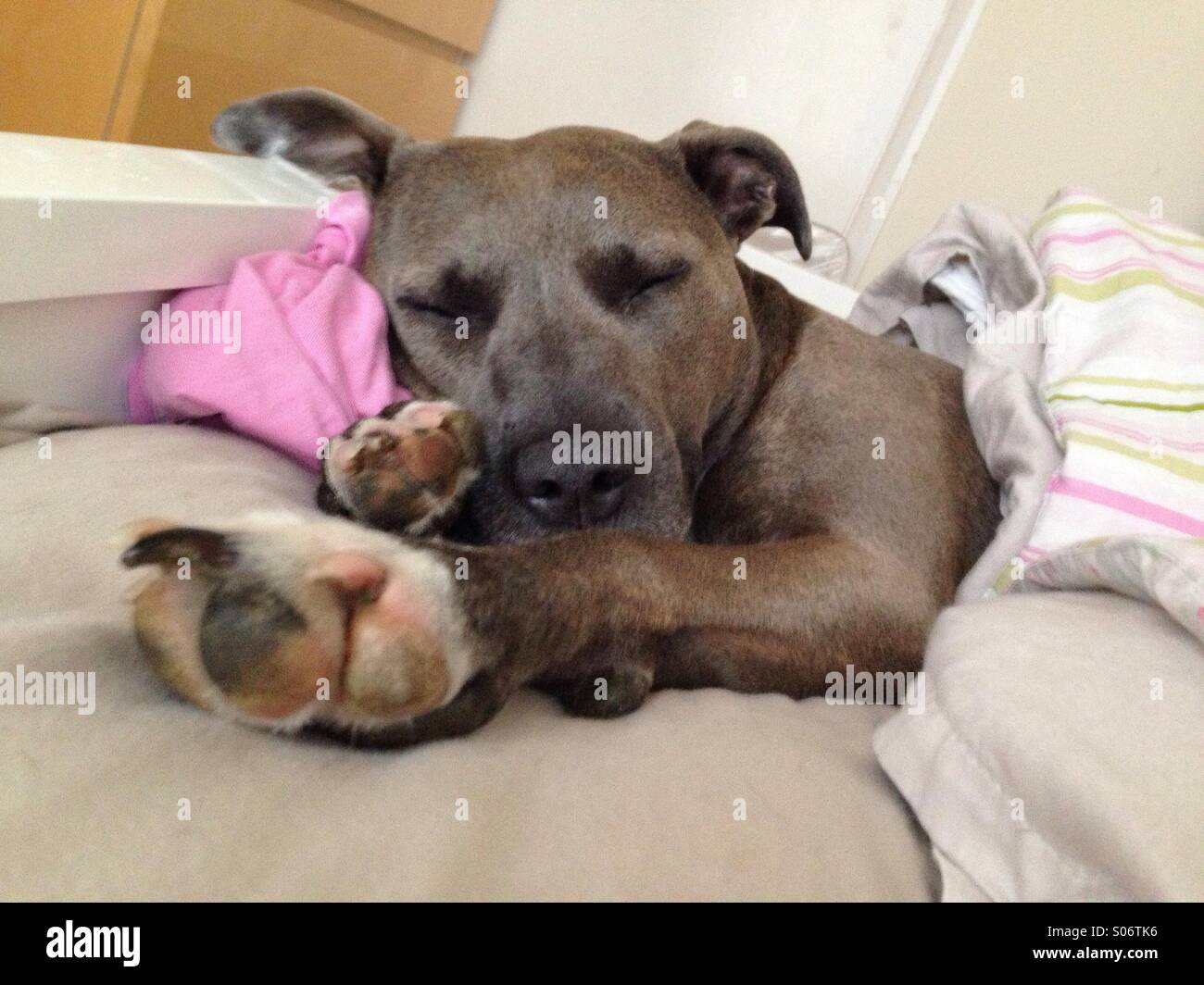 Sleep bed dog hi-res stock photography and images - Alamy