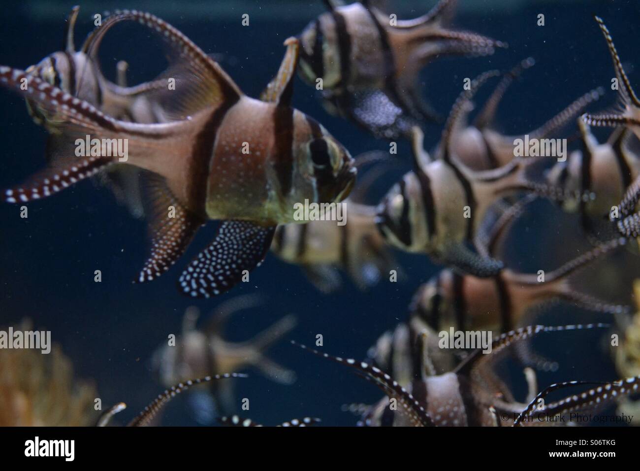 Bangai hi-res stock photography and images - Alamy