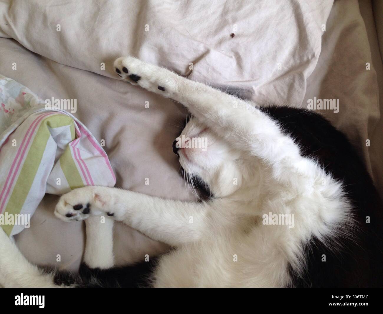 Upside down cat asleep on bed Stock Photo - Alamy