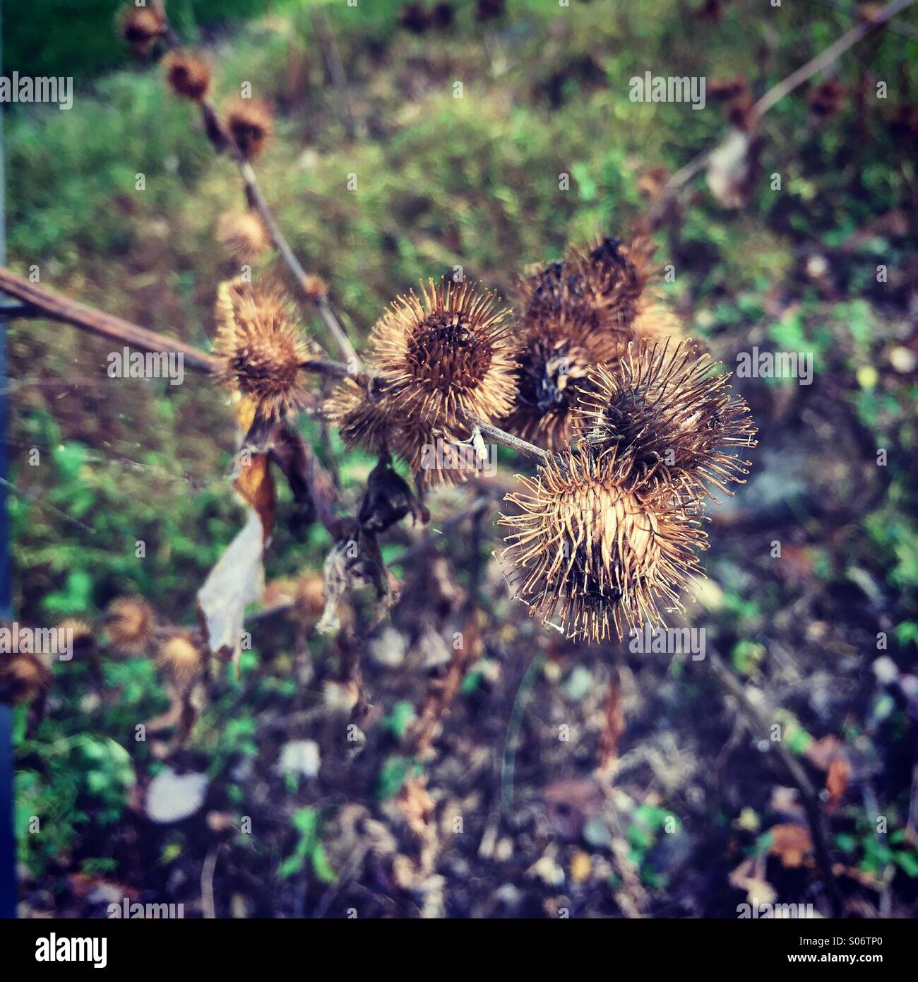 Briars High Resolution Stock Photography and Images - Alamy