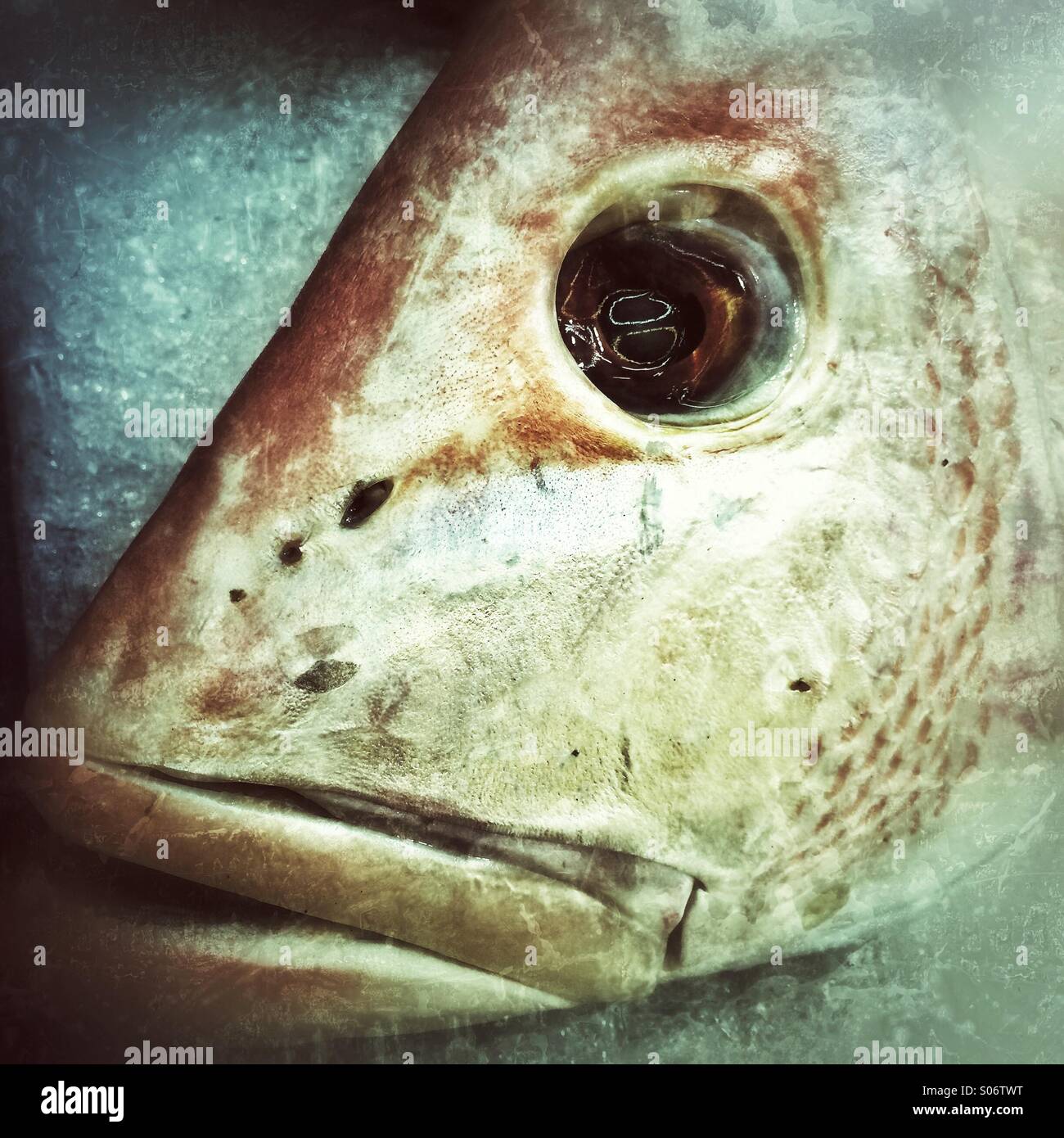 Close up dead fish eye hi-res stock photography and images - Alamy