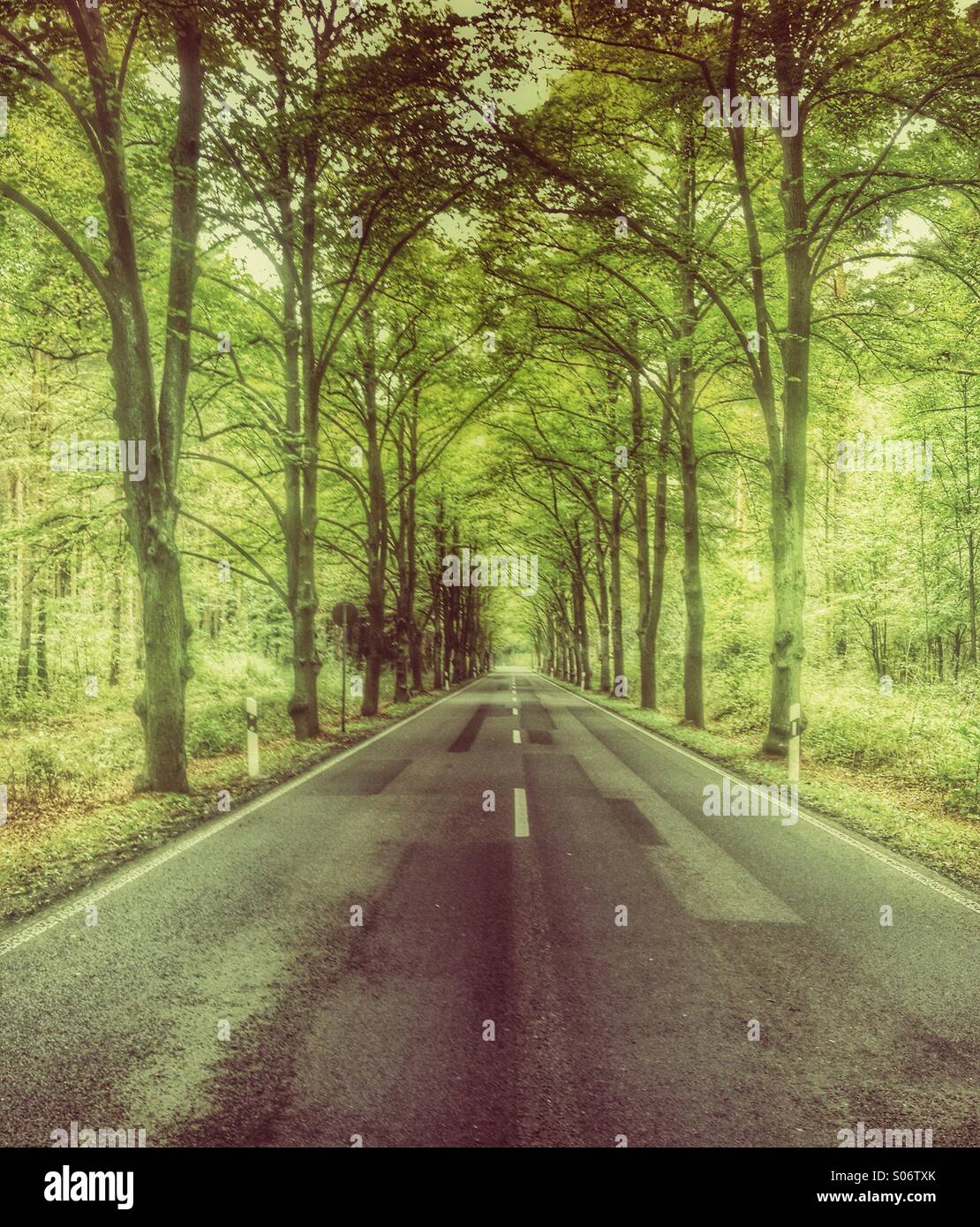 Straight empty tree lined road hi-res stock photography and images - Alamy
