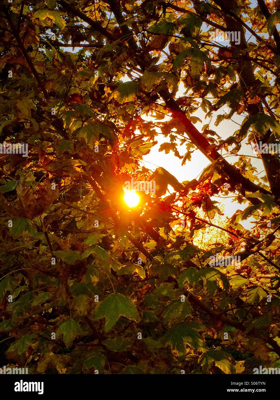 Setting sun visible through Autumn leaves on a tree Stock Photo - Alamy