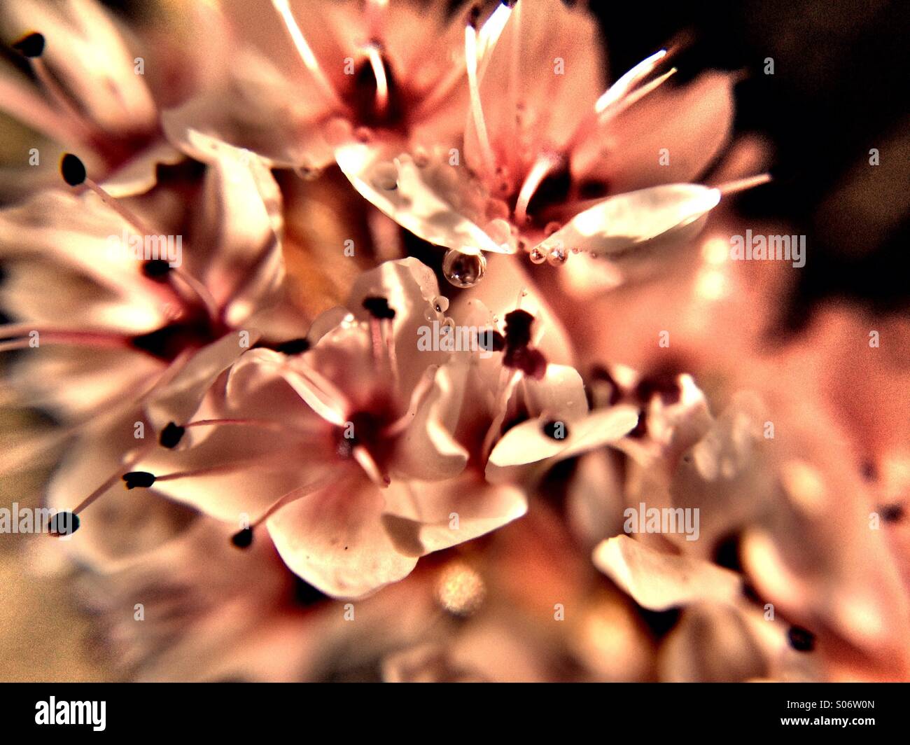 Persicaria affinis flower Stock Photo - Alamy