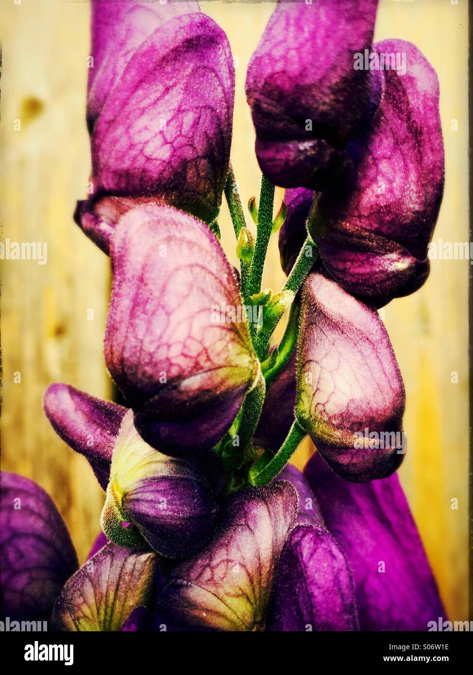 Purple flower buds Stock Photo - Alamy
