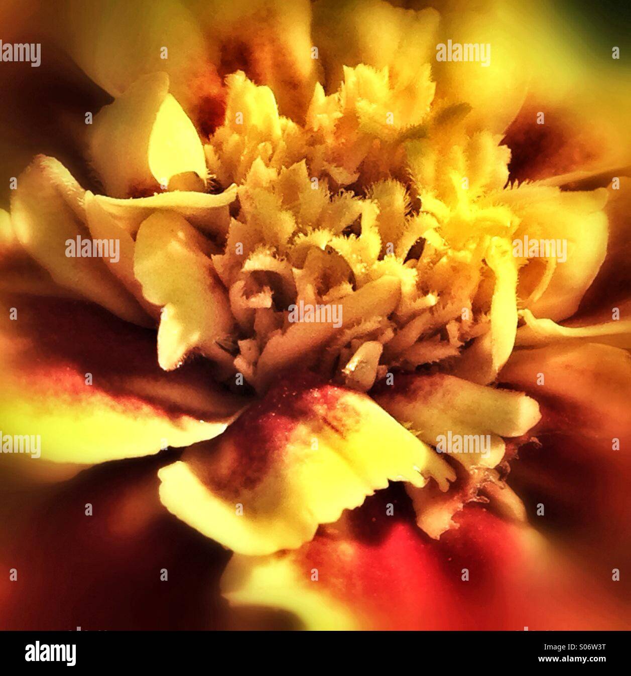 Gold center of flower hi-res stock photography and images - Alamy