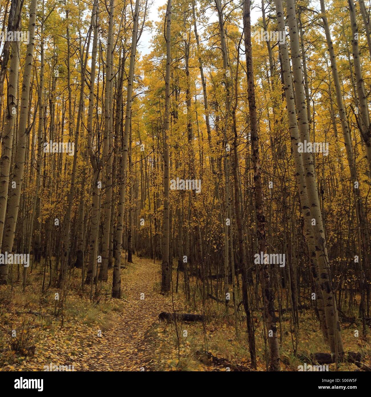 Aspen mountains hi-res stock photography and images - Alamy