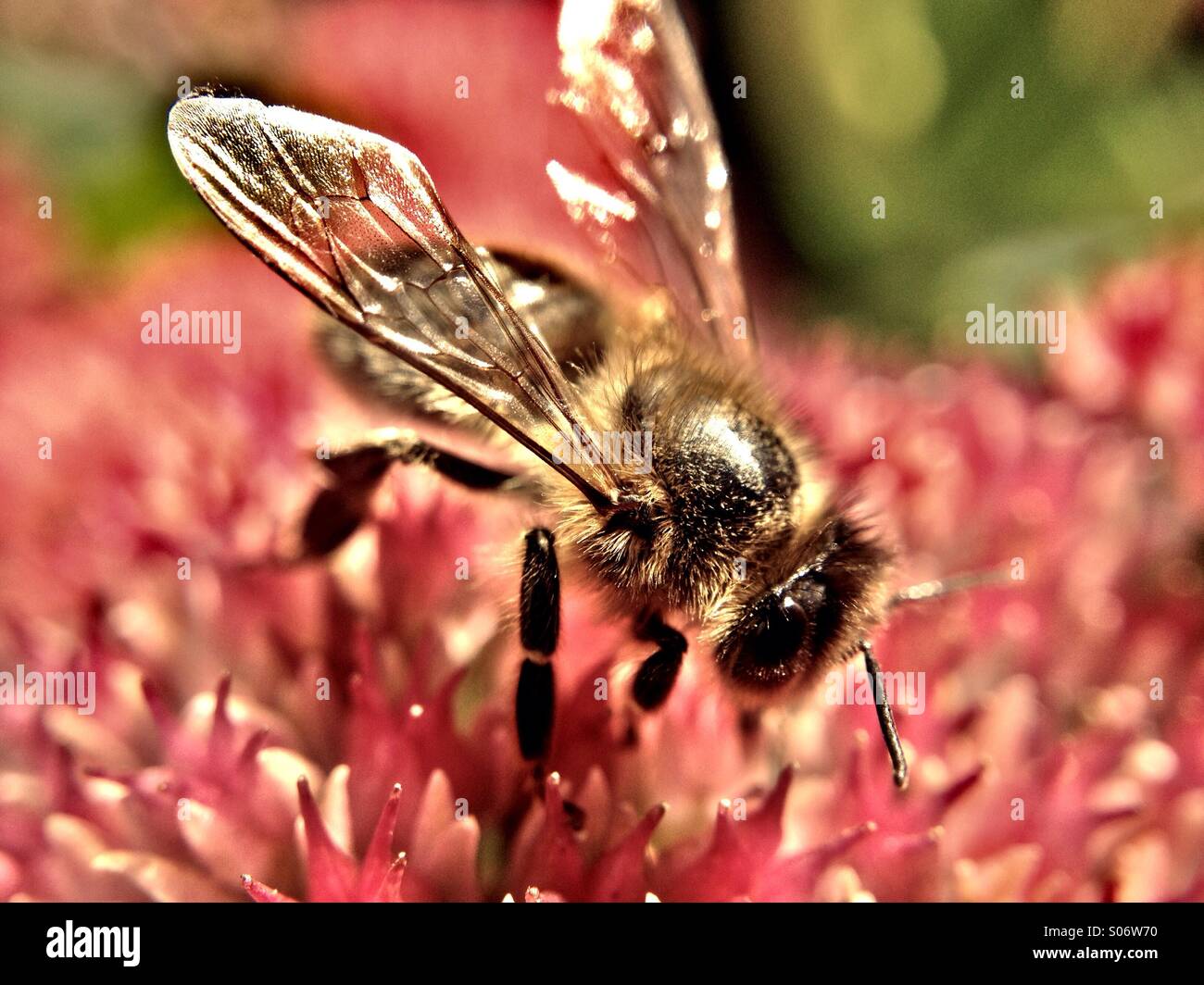 Buzz on bees smartphone stock photos and images - Alamy