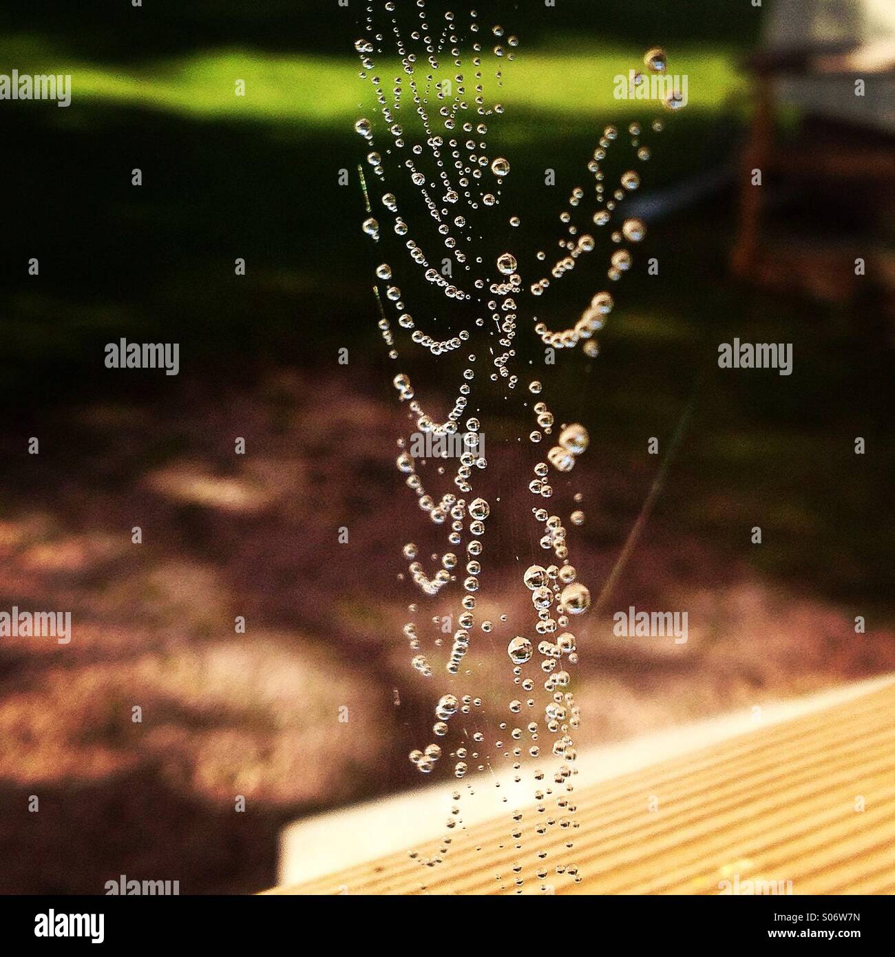 Spiders web dew sun hi-res stock photography and images - Alamy