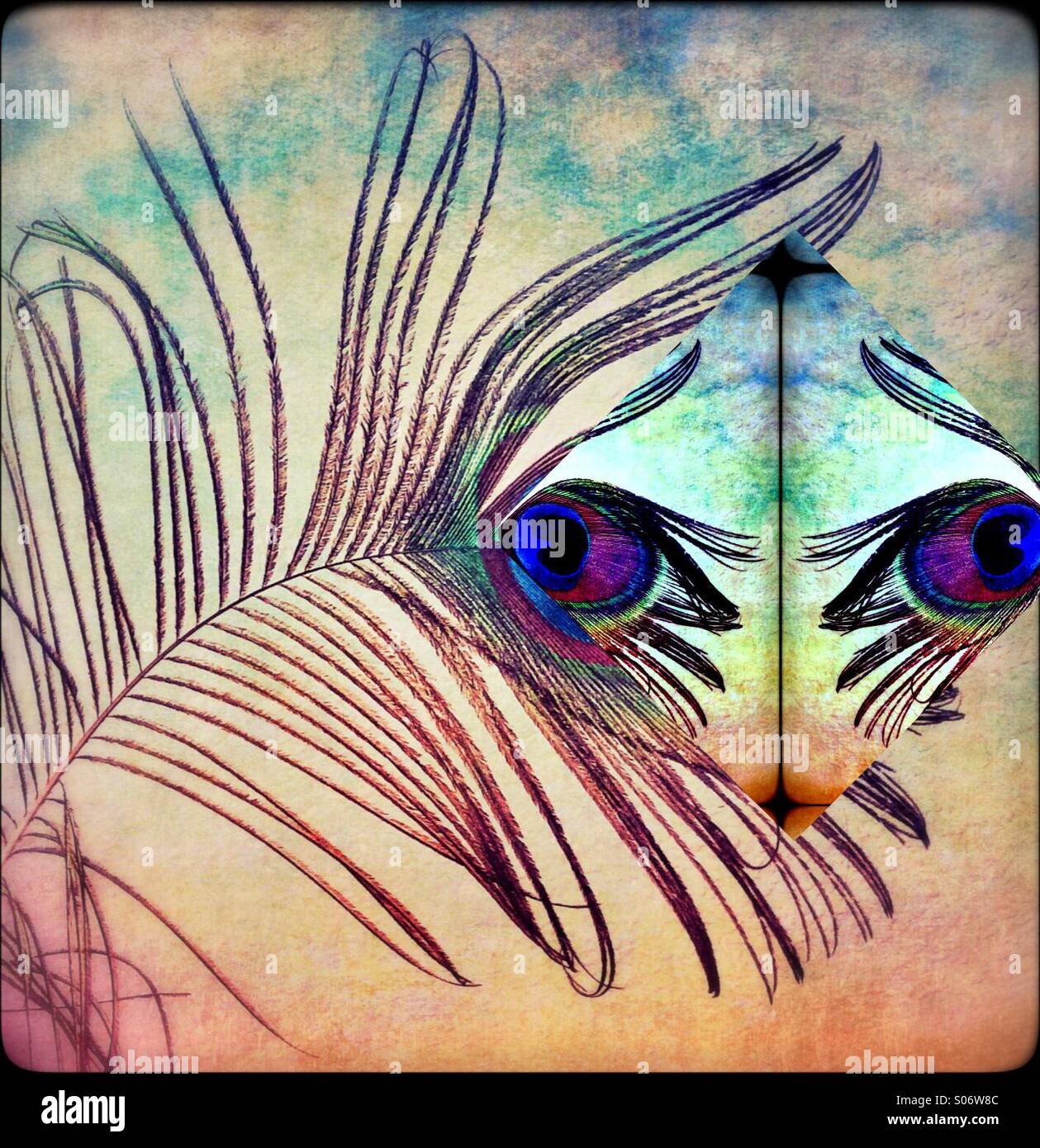 Symmetrical feathers hi-res stock photography and images - Alamy