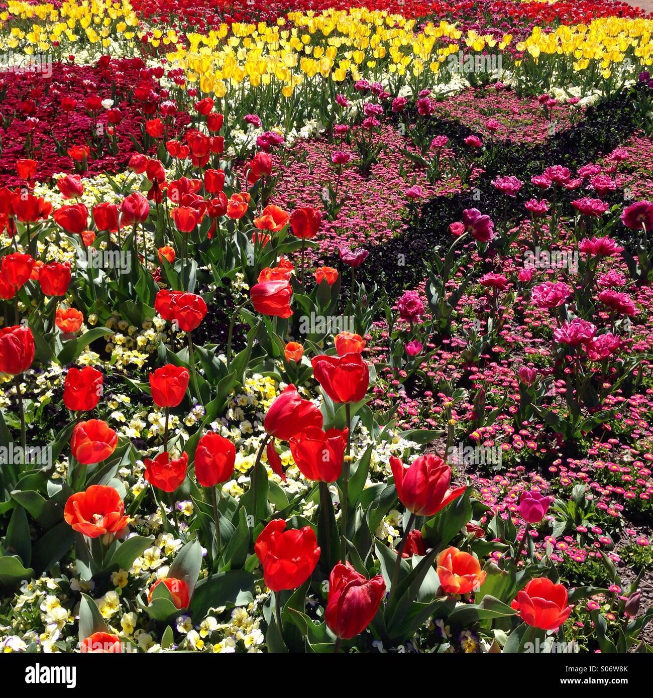 Spring mass of flowers Stock Photo - Alamy