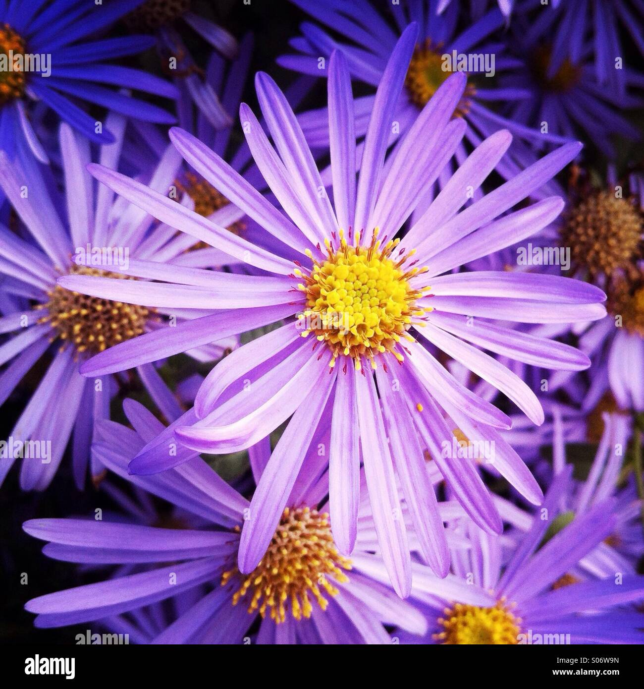 Purple flowers in a garden Stock Photo - Alamy
