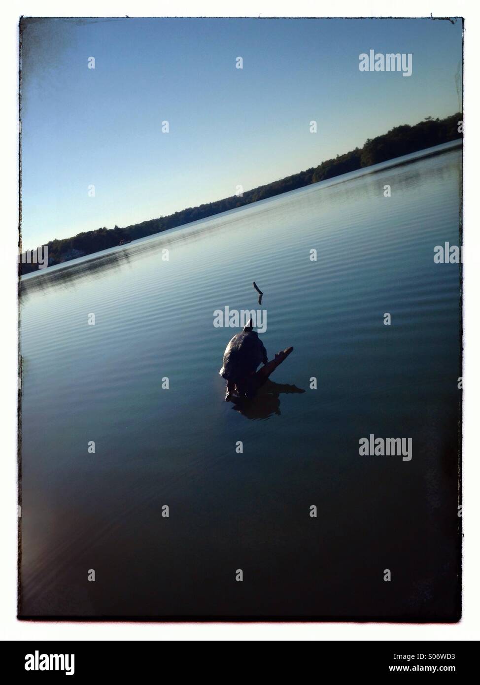 Turtle spotting at Billington Sea in Plymouth, Ma Stock Photo - Alamy