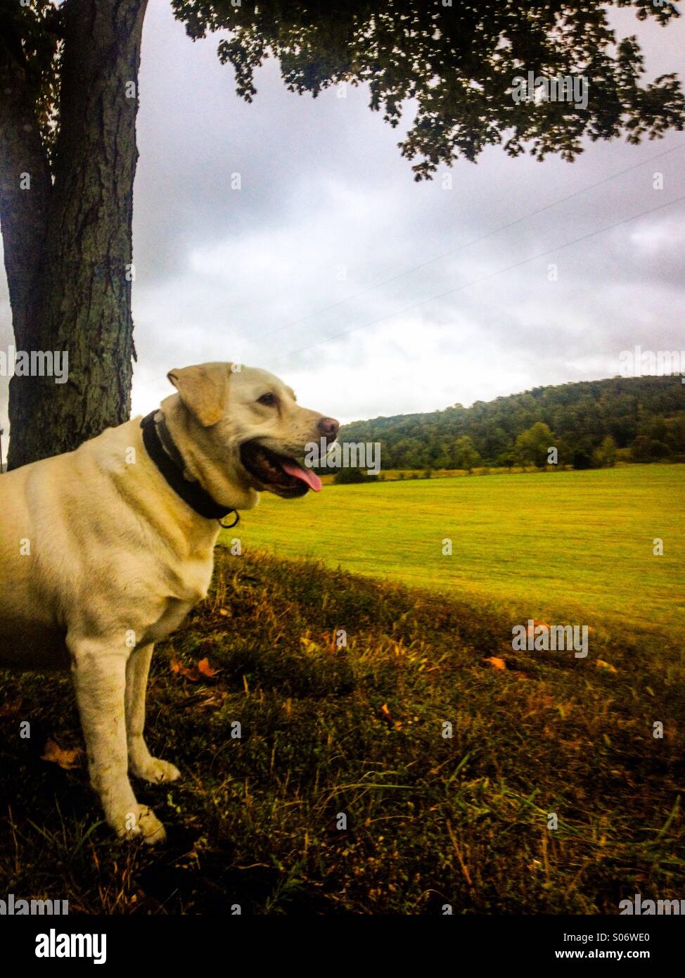 Best Protector High Resolution Stock Photography and Images - Alamy