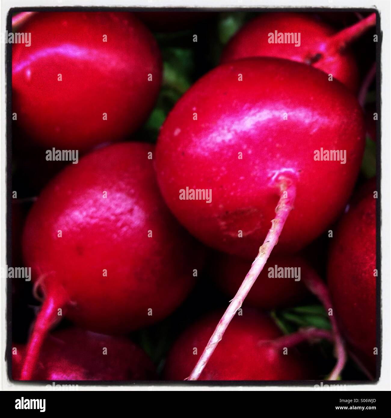 Bright red radishes on display Stock Photo - Alamy