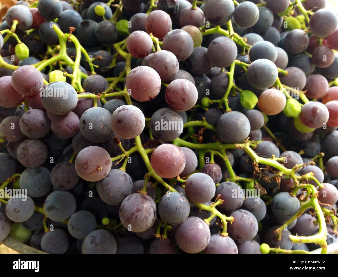 Concord grapes hi-res stock photography and images - Alamy